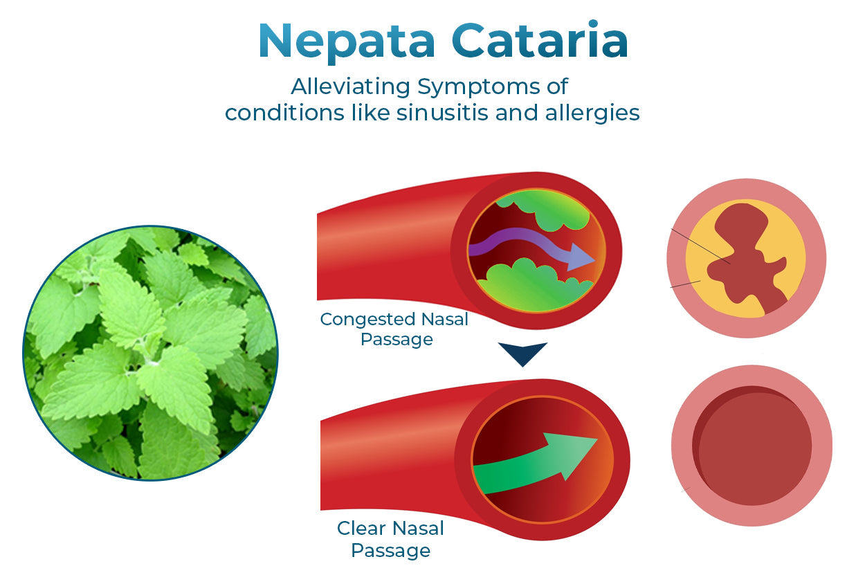 GFOUK™ NasoCalm Nasal Wellness and Turbinate Comfort Spray – G-FOUK